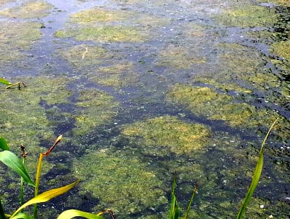 Aquatic Plant Management and Control